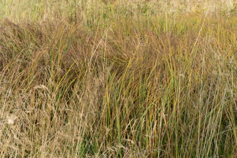 Growing and Caring for Little Bluestem (Schizachyrium Scoparium ...