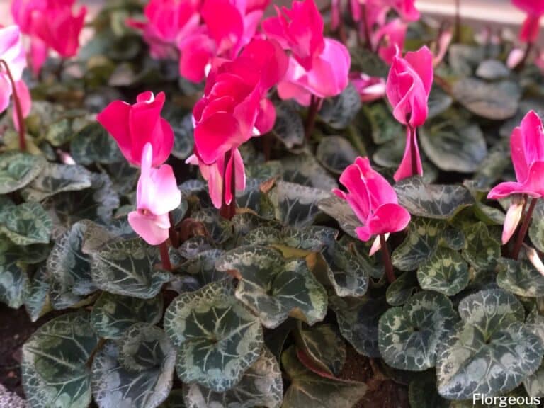 Cyclamen Flower Meaning and Symbolism of Each Color | Florgeous