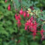 22 Flowers That Represent Strength and Perseverance in Tough Times ...