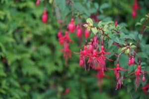 Fuchsia Flower Meaning and Symbolism Revealed | Florgeous