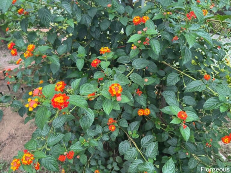 The Best Lantana Types, Varieties and Cultivars You Can Grow | Florgeous