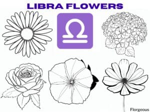 Libra Birth Flower: Embracing the Harmonious Beauty of the Scales ...