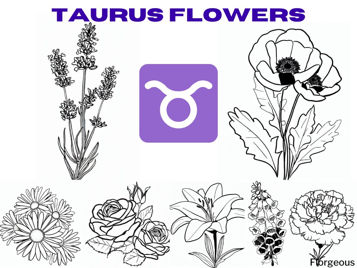 Taurus Birth Flower: Embracing the Beauty and Resilience of the Bull ...