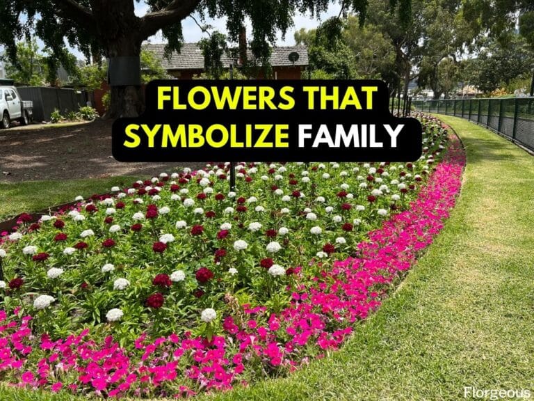 17 Best Flowers That Represent Family and Familial Love | Florgeous