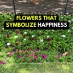 22 Flowers That Represent Strength and Perseverance in Tough Times ...