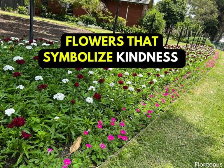 13 Best Flowers That Symbolize Kindness and Compassion | Florgeous