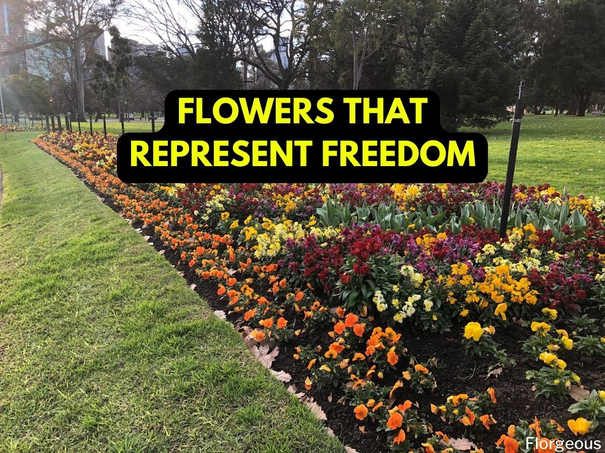 11 Flowers That Represent Freedom and Independence | Florgeous