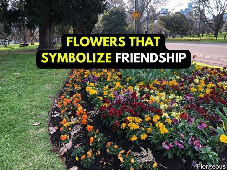 13 True Flowers That Mean Friendship to Give Your Friends | Florgeous