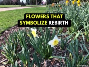 17 Best Flowers That Mean Rebirth You Should Know | Florgeous