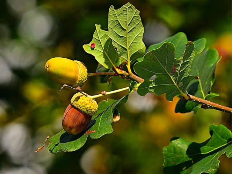 How to Grow and Care for a Bonsai Oak Tree (Quercus) | Florgeous