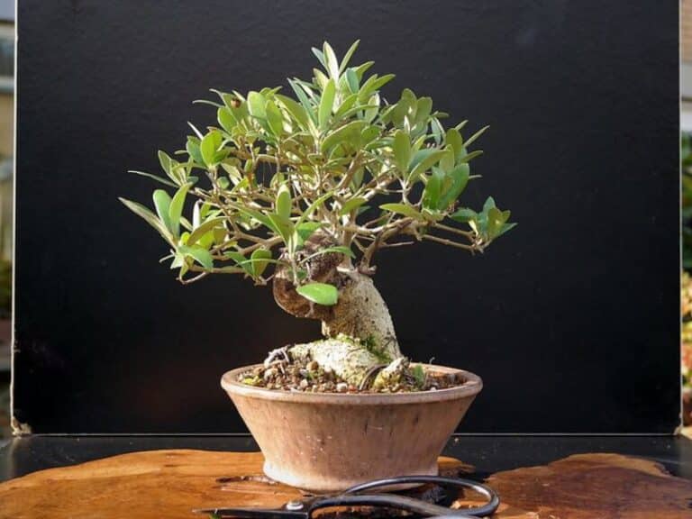 10 Best Outdoor Bonsai Tree Types for Your Garden | Florgeous