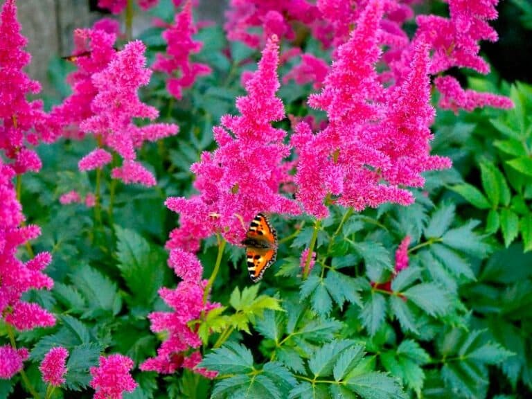 Top 7 Astilbe Companion Plants and What Not to Grow | Florgeous