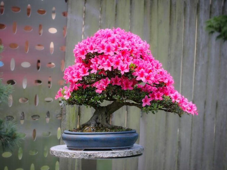 Growing and Caring for an Azalea Bonsai Tree (Rhododendron) | Florgeous