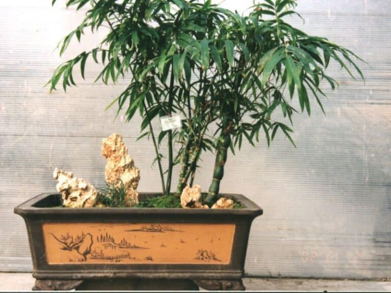 Growing and Caring for a Bamboo Bonsai Tree (Bambusa) | Florgeous