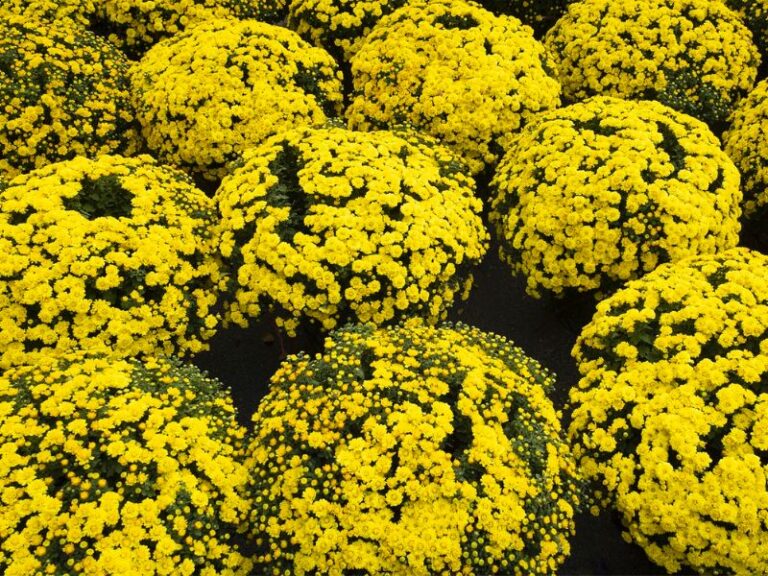 Top 5 Candytuft Companion Plants and Creative Landscaping Tips | Florgeous