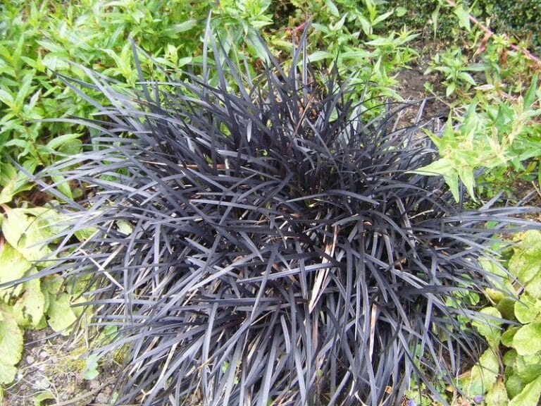 Growing and Caring for Black Mondo Grass (Ophiopogon planiscapus ...