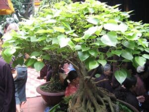 Growing and Caring for a Bodhi Bonsai Tree (Ficus Religiosa) | Florgeous