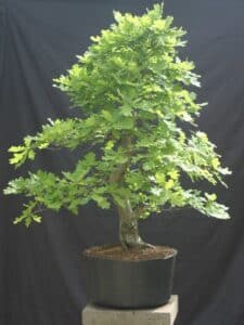 How to Grow and Care for a Bonsai Oak Tree (Quercus) | Florgeous