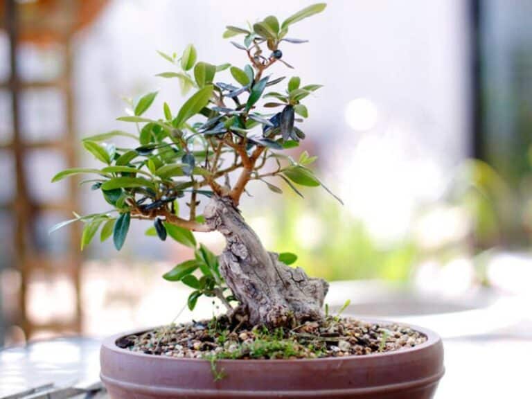 Growing and Caring for an Olive Tree Bonsai (Olea) | Florgeous