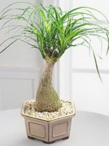 5 Best Bonsai Palm Tree Species and How To Grow and Care For Them ...