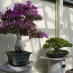 Growing And Caring For A Bougainvillea Bonsai Tree Bougainvillea