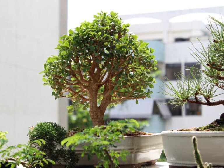 10 Best Outdoor Bonsai Tree Types for Your Garden | Florgeous