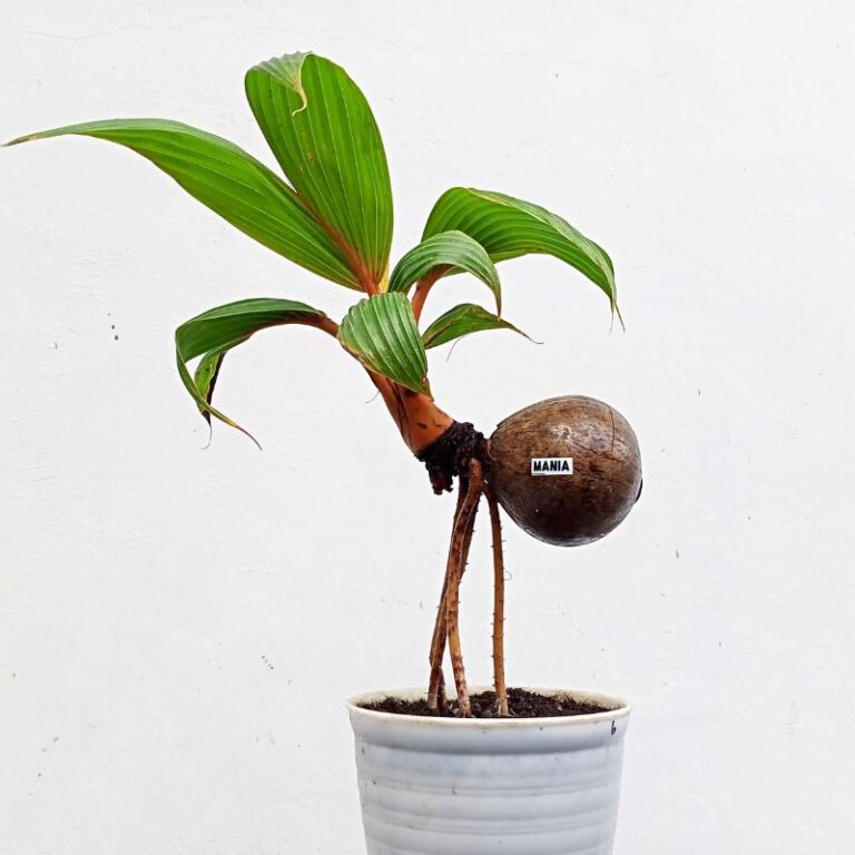 5 Best Bonsai Palm Tree Species and How To Grow and Care For Them ...