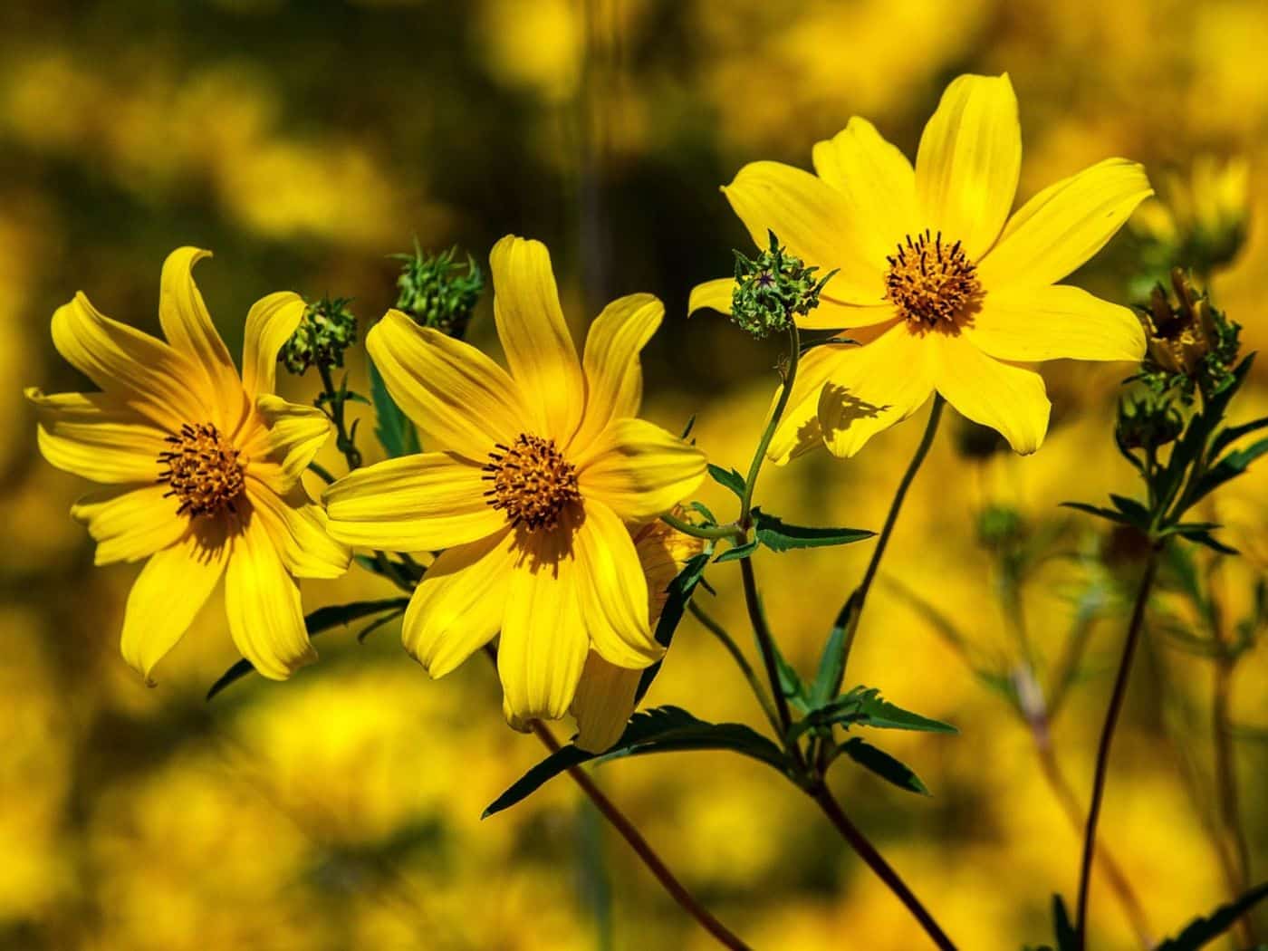 6 Best Coreopsis Companion Plants and Landscaping Ideas | Florgeous