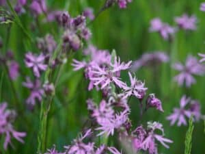 Top 10 Japanese Forest Grass Companion Plants and What to Avoid | Florgeous