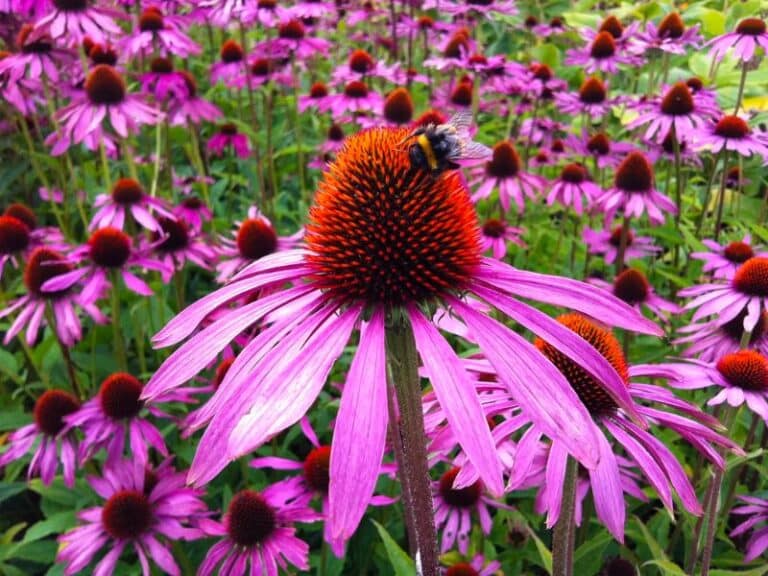 5 Best Coneflower Companion Plants and The Worst to Avoid | Florgeous