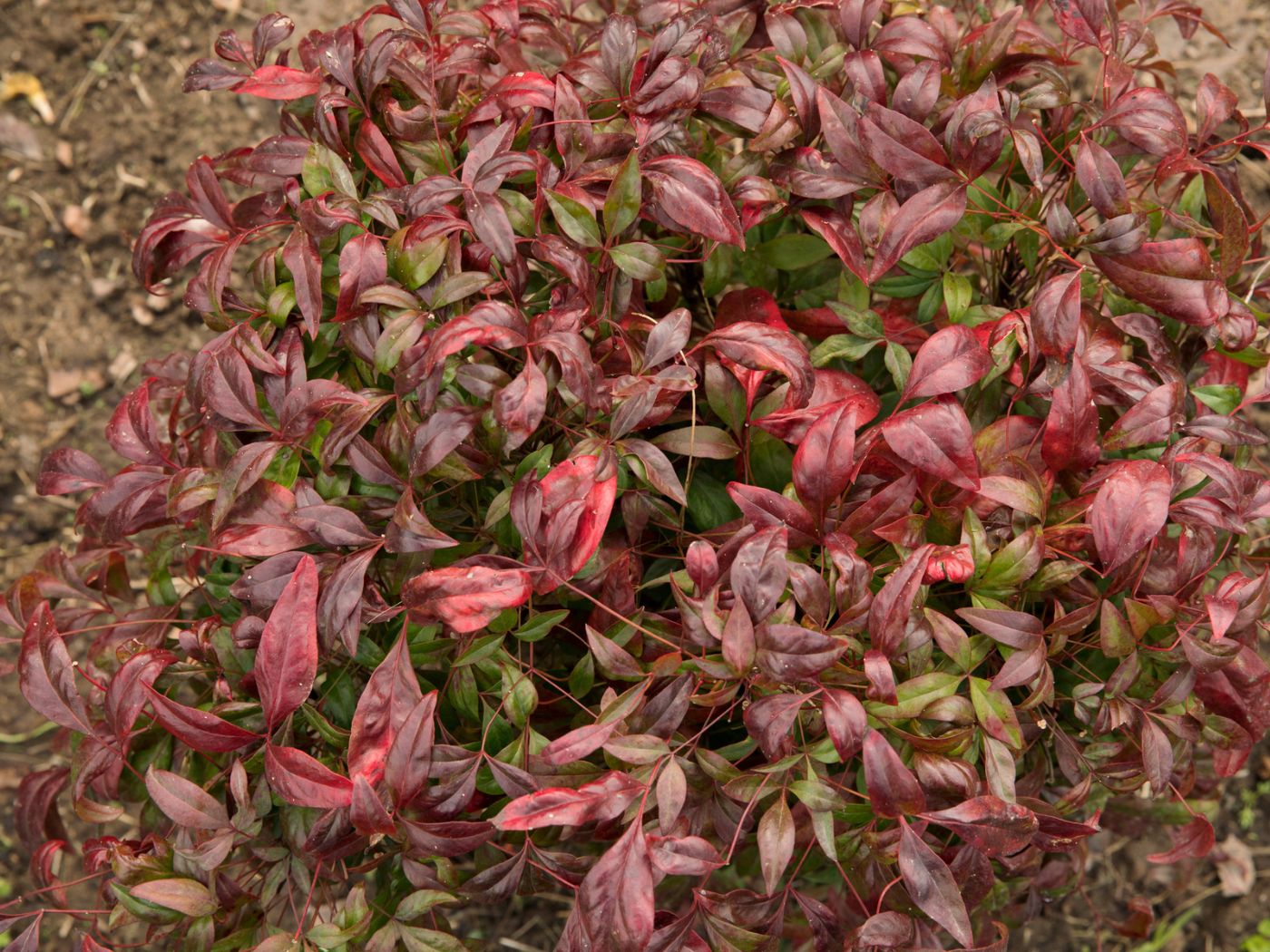 5 Best Firepower Nandina Companion Plants for a Showy Winter Garden ...
