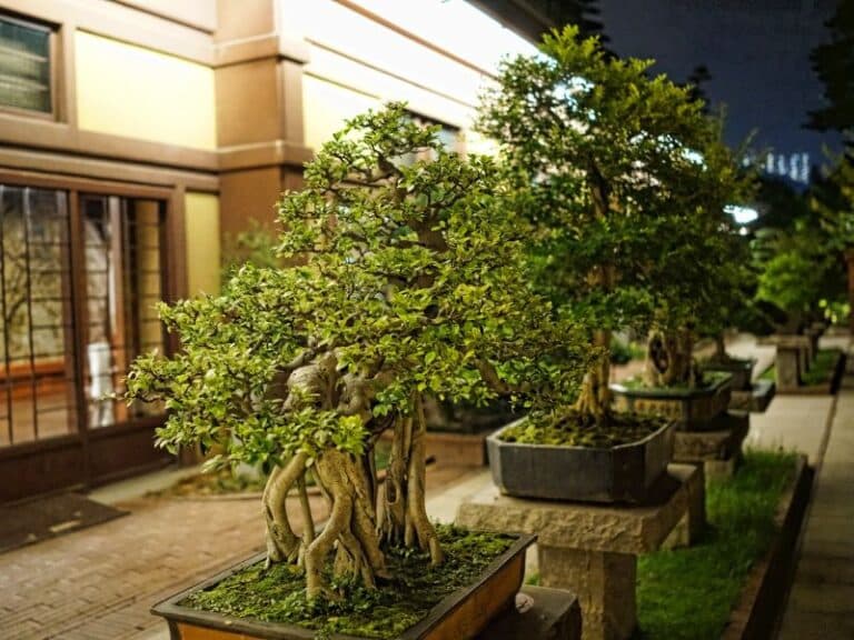 5 Giant Bonsai Trees and a List of Big Bonsai Tree Species to Select ...