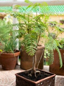 Growing and Caring for a Jacaranda Tree Bonsai (Jacaranda mimosifolia) | Florgeous