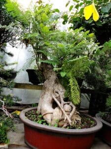 Growing and Caring for a Jacaranda Tree Bonsai (Jacaranda mimosifolia) | Florgeous