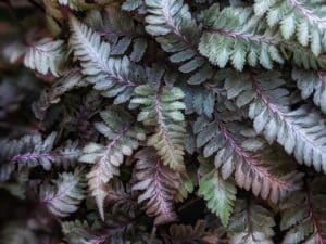 Top 4 Japanese Painted Fern Companion Plants and Species to Avoid ...