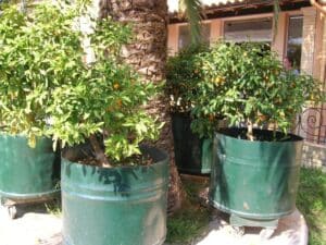 Growing and Caring for a Kumquat Bonsai Tree (Citrus Japonica) | Florgeous