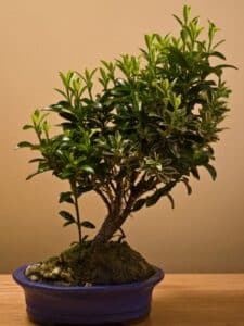 Growing and Caring for a Magnolia Bonsai Tree (Magnolia stellata ...