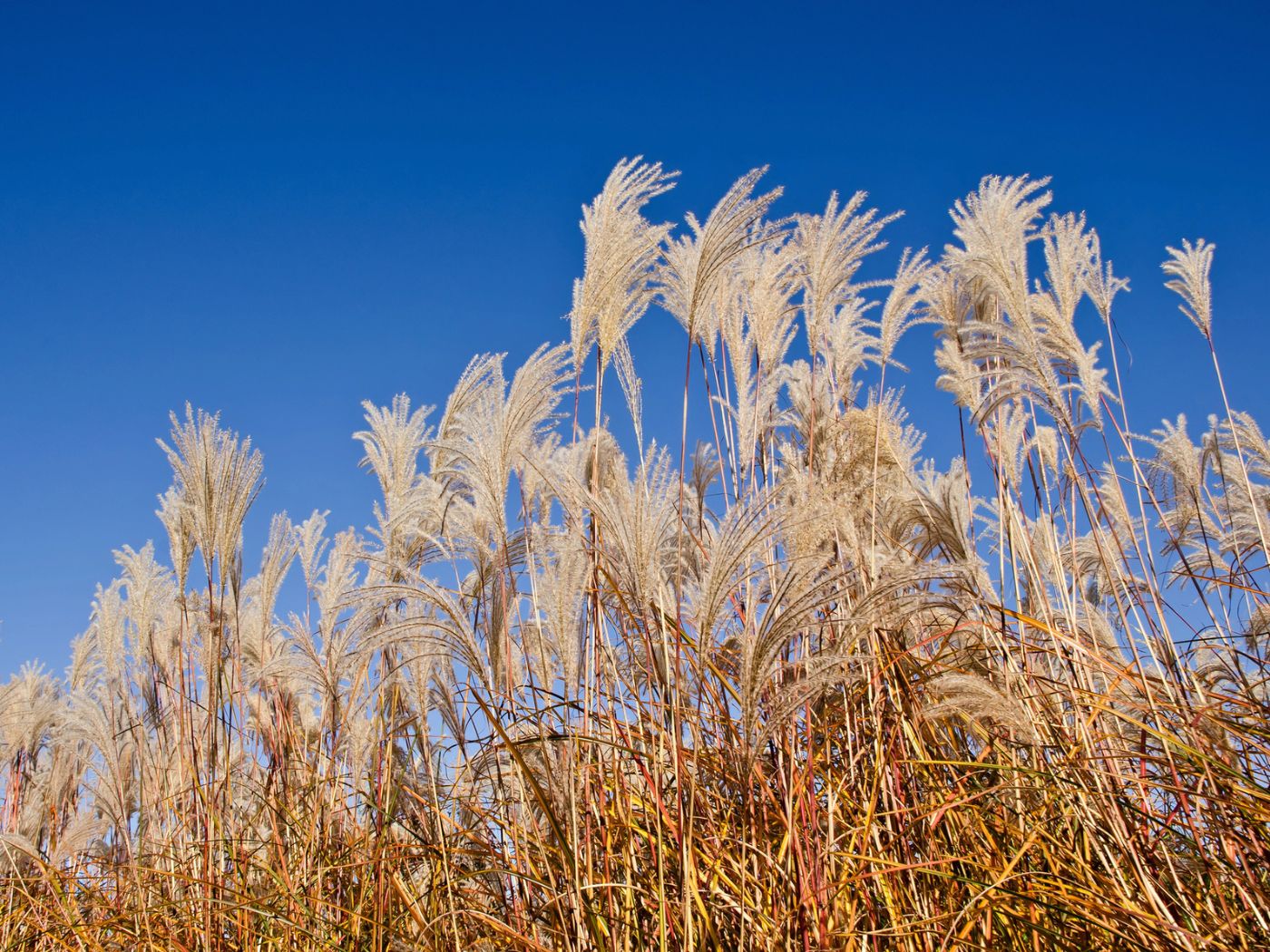 5 Best Maiden Grass Companion Plants And How To Grow Them Florgeous