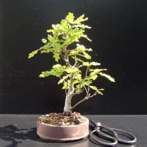 How to Grow and Care for a Bonsai Oak Tree (Quercus) | Florgeous