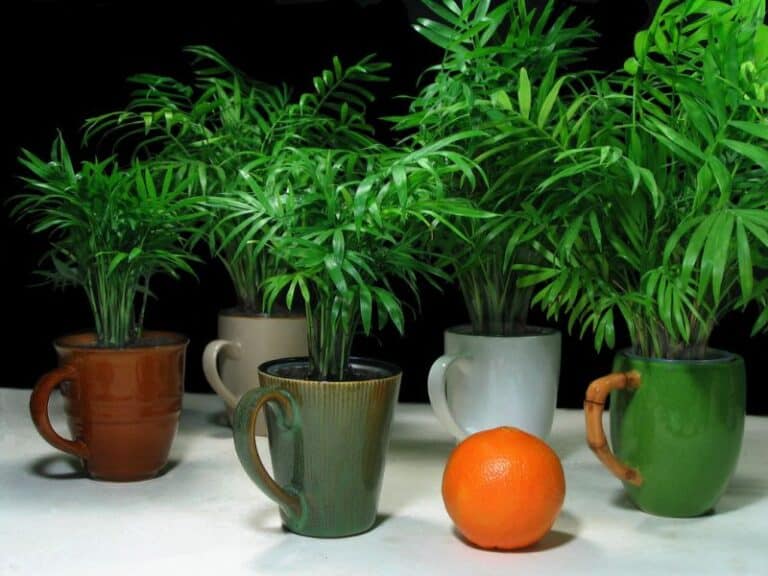 5 Best Bonsai Palm Tree Species and How To Grow and Care For Them ...