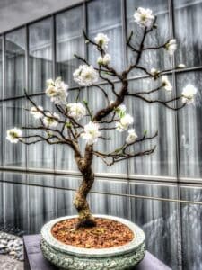 Growing and Caring for a Bonsai Peach Tree (Prunus persica) | Florgeous