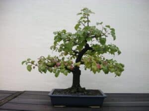 Growing and Caring for a Pear Bonsai Tree (Pyrus Communis) | Florgeous