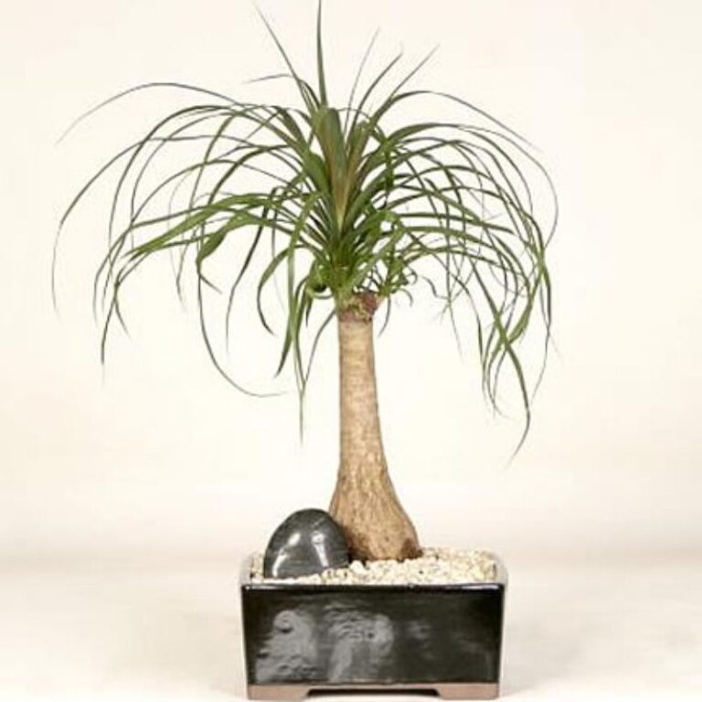 5 Best Bonsai Palm Tree Species and How To Grow and Care For Them ...