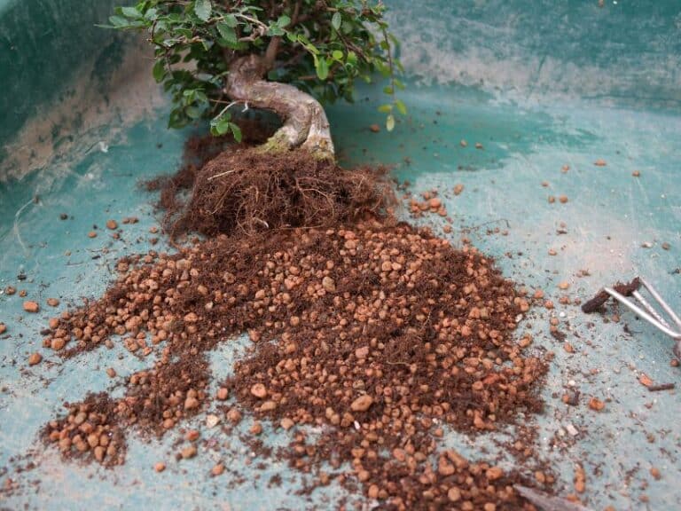 How to Repot a Bonsai Tree | Florgeous