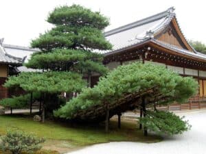 5 Giant Bonsai Trees and a List of Big Bonsai Tree Species to Select ...