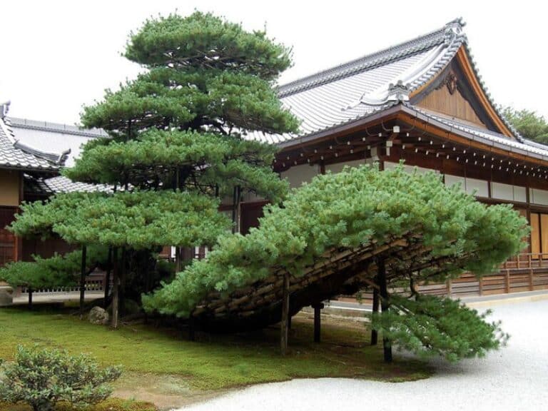 5 Giant Bonsai Trees and a List of Big Bonsai Tree Species to Select ...