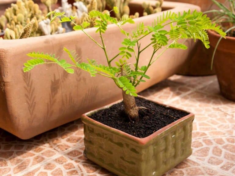 How to Grow and Care for Flame Tree Bonsai (Delonix Regia) | Florgeous