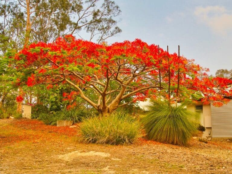 Flamboyant Tree and Flower Meaning and Symbolism | Florgeous