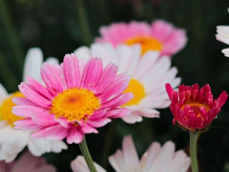 Daisy Flower Meaning and Symbolism | Florgeous