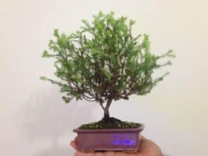 5 Best Tree Types for Growing a Mini Bonsai Tree | Florgeous